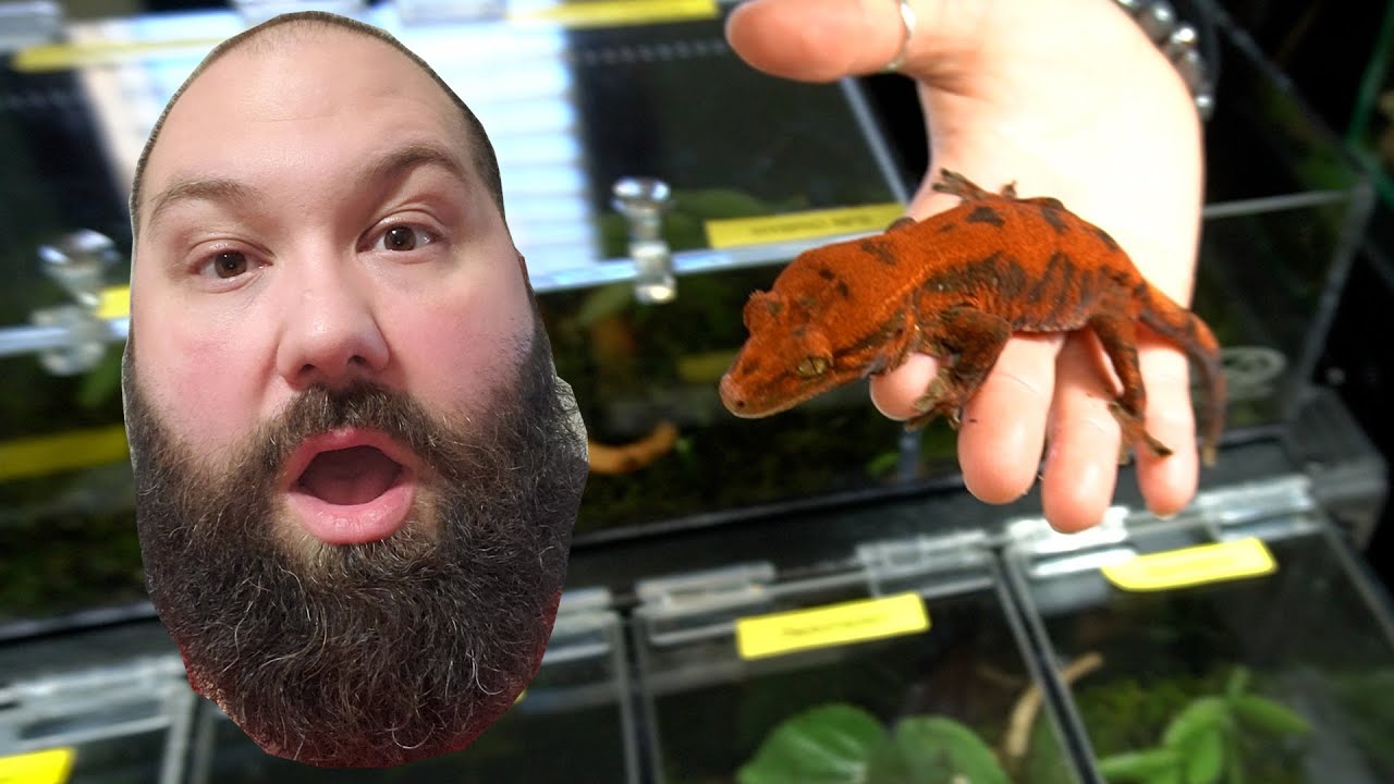 Hybrid Lizards and an African File Snake! - YouTube