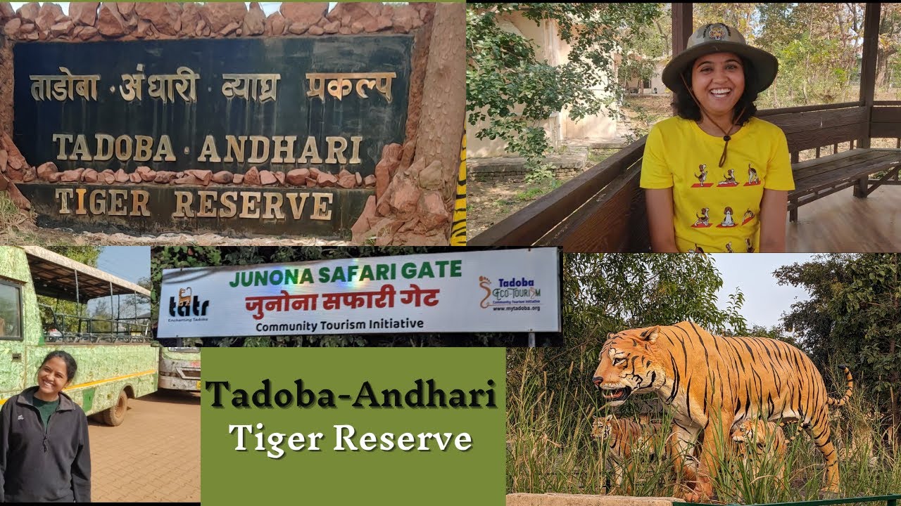 Tadoba- Andhari Tiger Reserve | Moharli | Junona | MTDC | Tiger ...