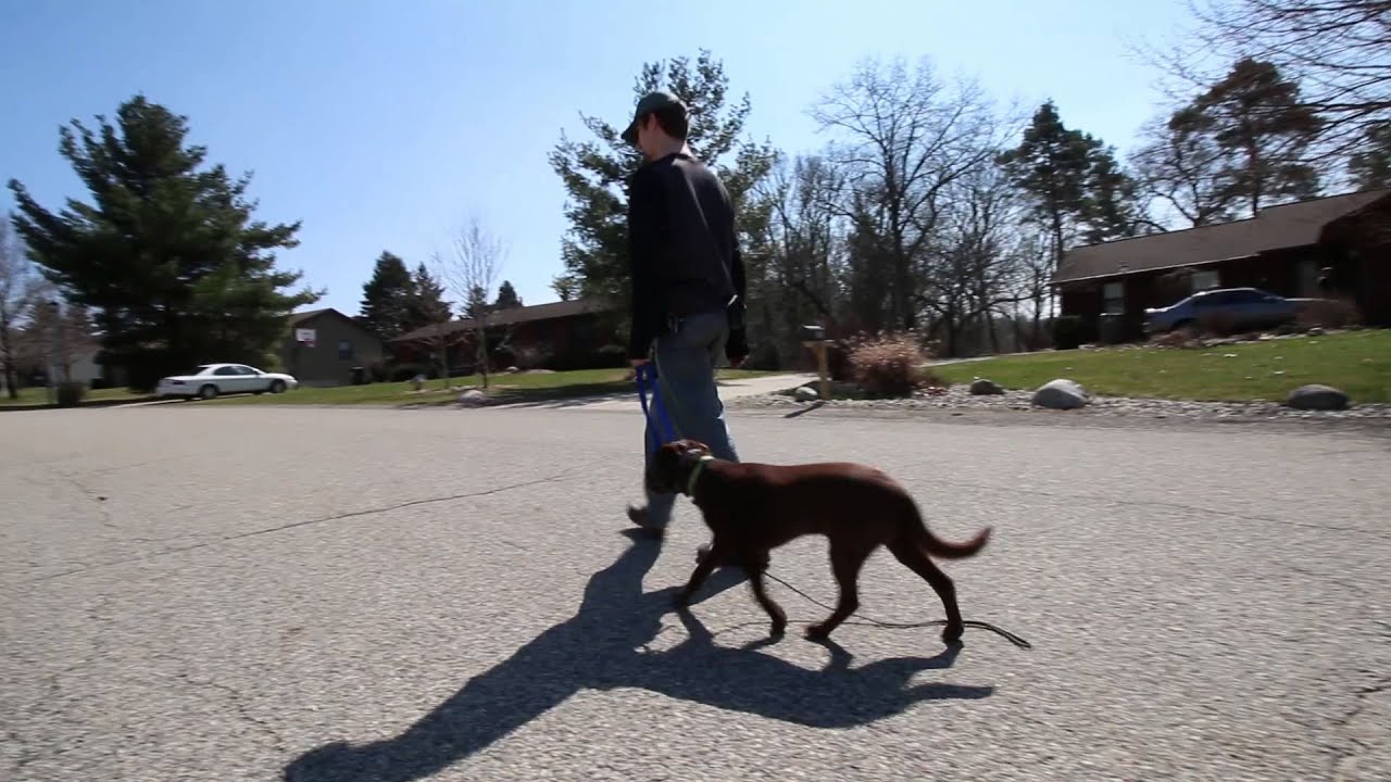 Oso Day One | Behavior Modification Intensive Dog Training - YouTube