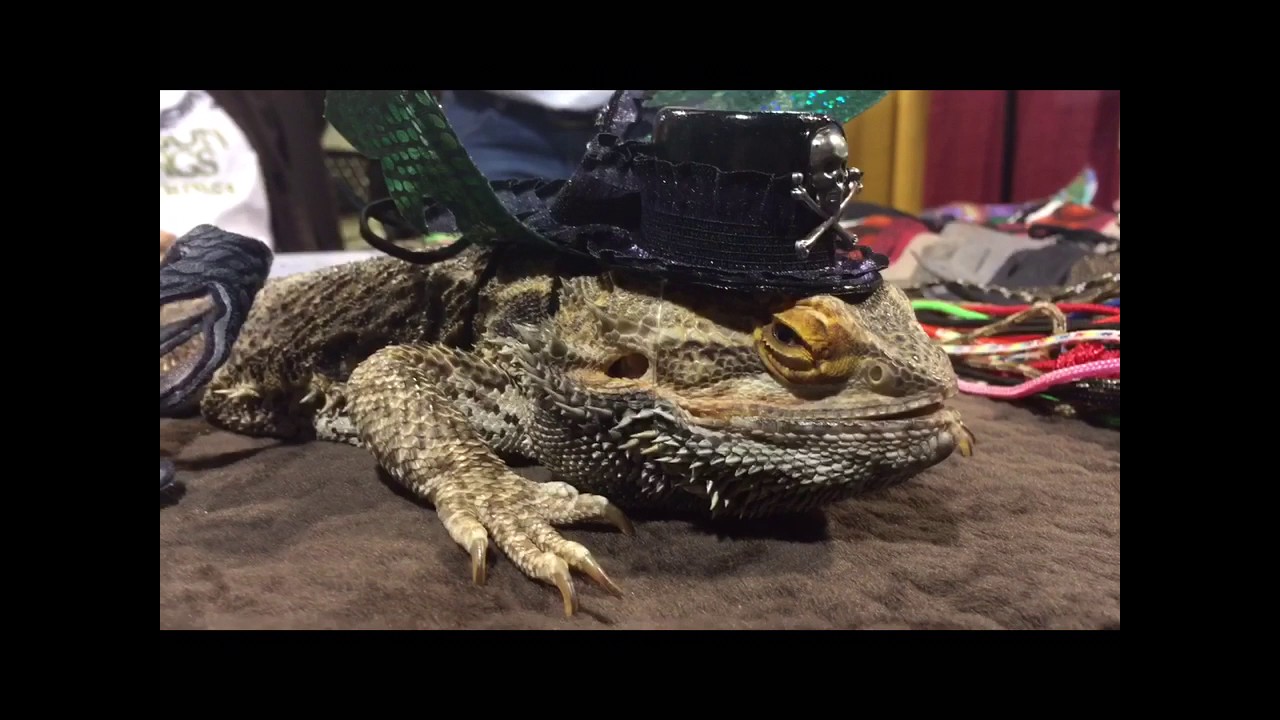 Repticon Raleigh NC 2017 - YouTube