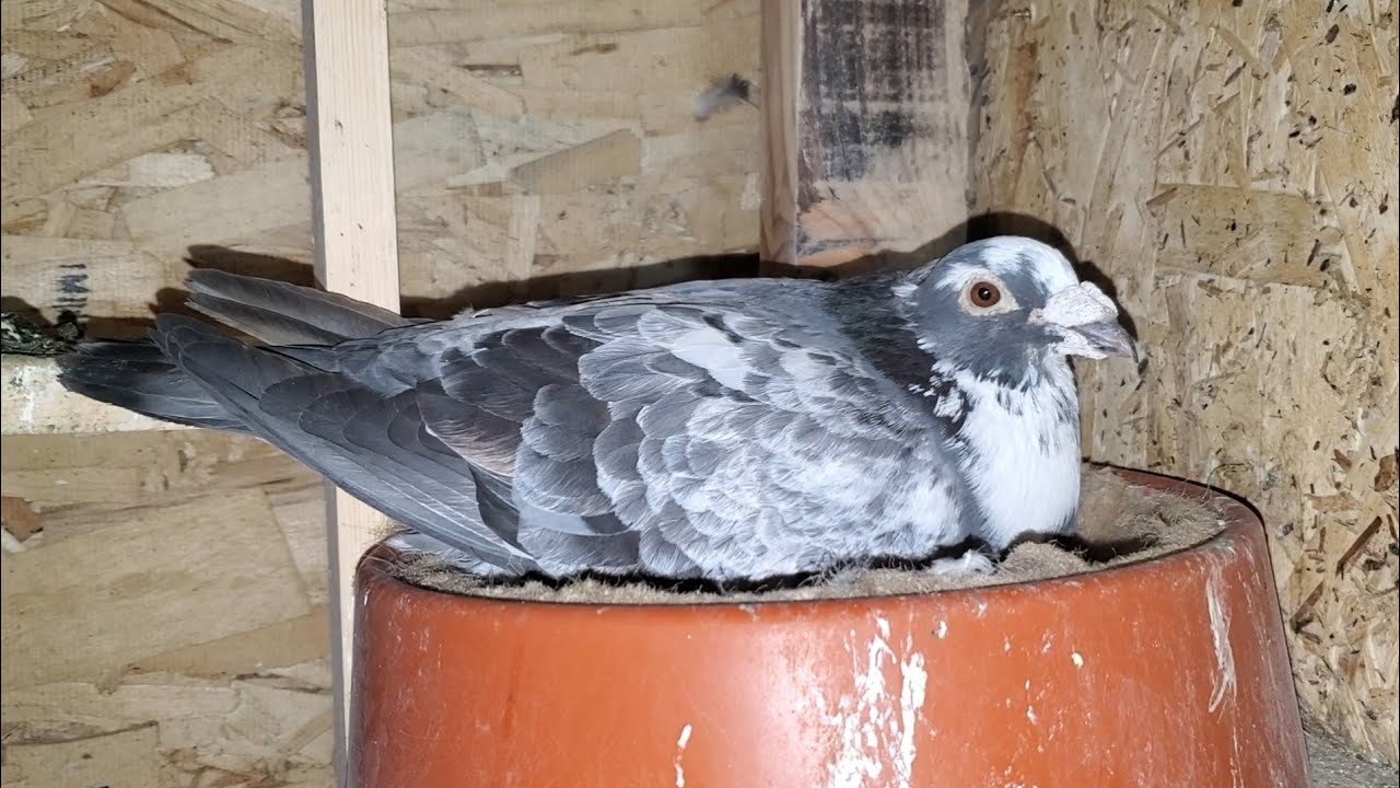 2020 Young Pigeons Progress - YouTube
