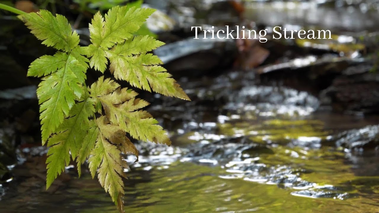Trickling Stream - 10 Hours - YouTube