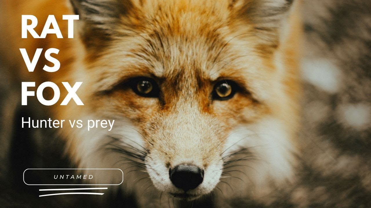 "DEADLY GAME OF HIDE & SEEK! Rat vs Fox" - YouTube