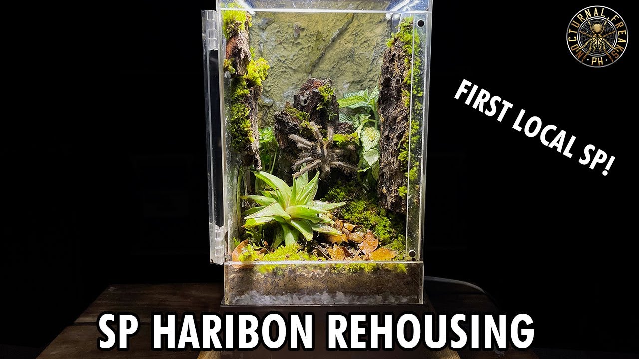 Sp Haribon tarantula Rehousing in a Bio active enclosure (FIRST LOCAL ...