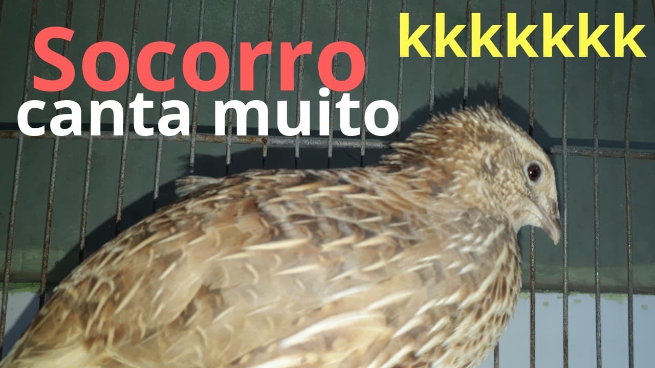 CODORNA FEMEA CANTANDO - YouTube