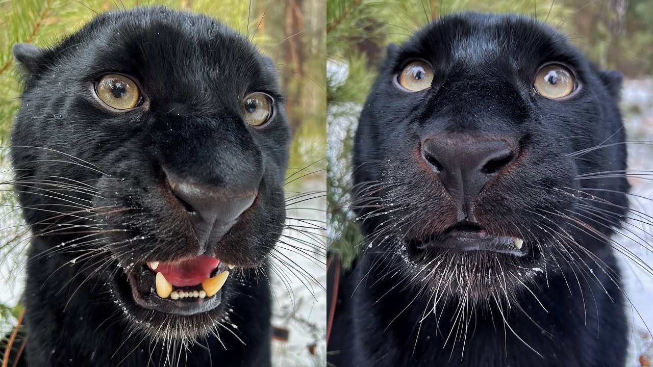 Panther Luna is finally in the forest 😸🌲 - YouTube