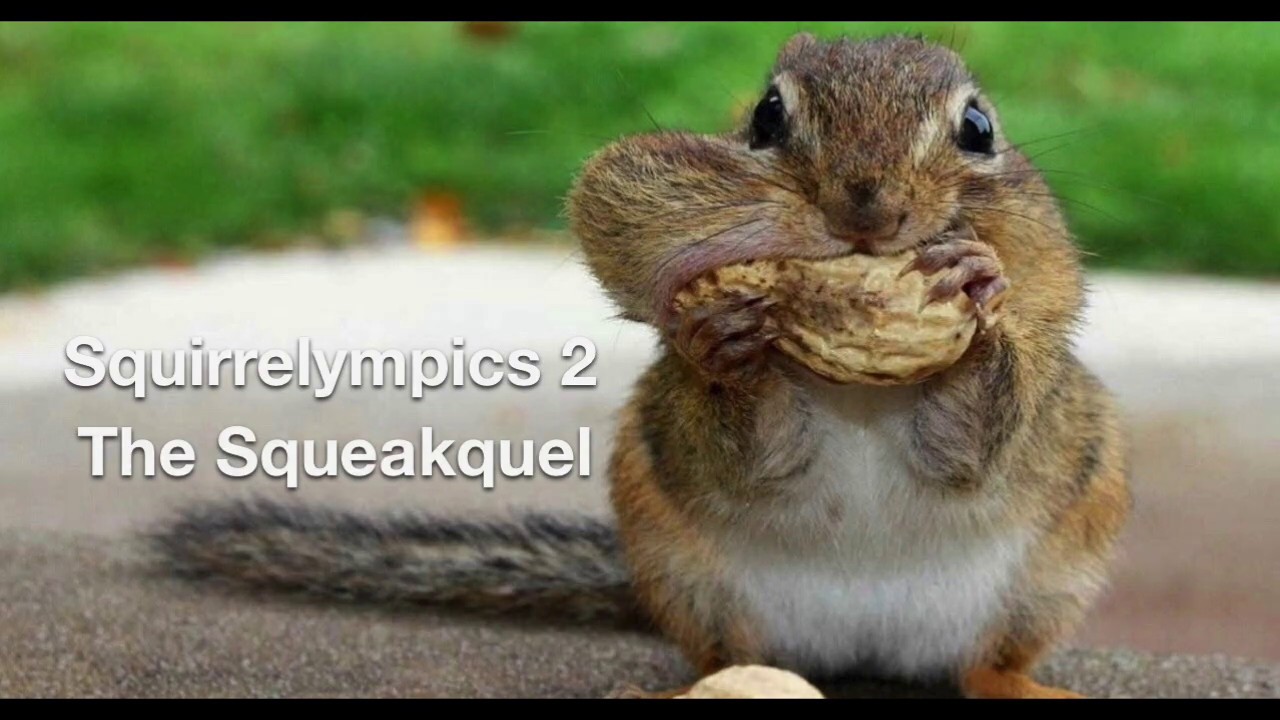 Squirrel Olympics II: The Squeakquel! - YouTube