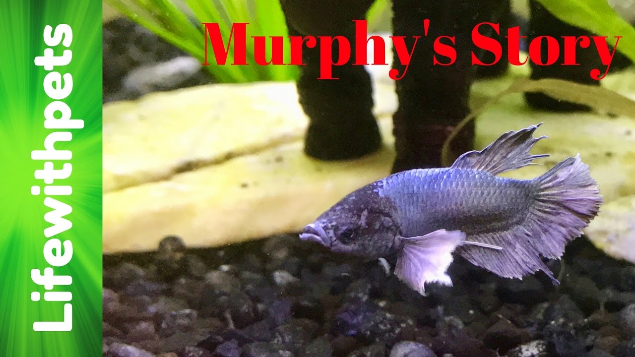 Meet Our New Betta Fish (Murphy's story) - YouTube