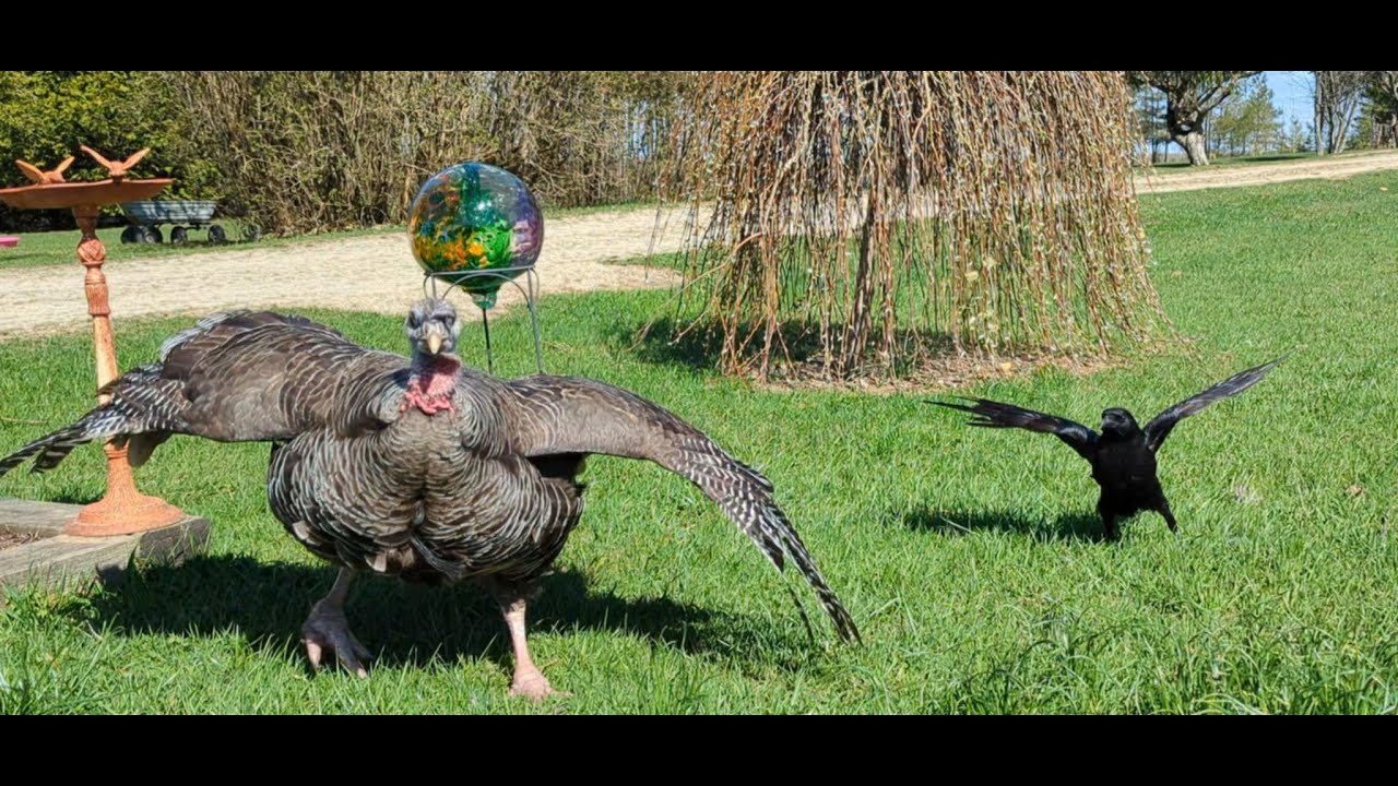 Crow and Turkey Interaction - YouTube