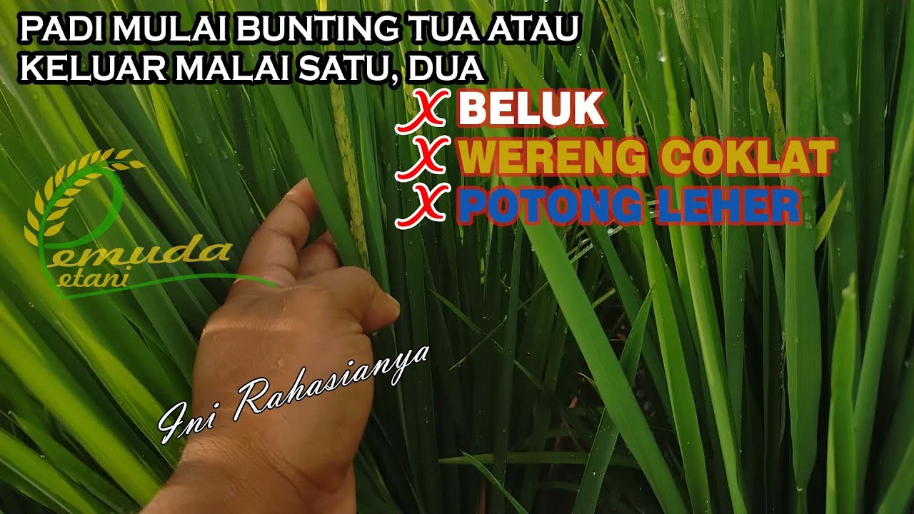 PESTISIDA ANDALAN SAAT PADI BUNTING TUA - YouTube