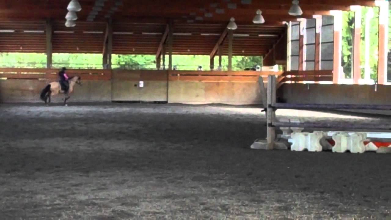 Michaelangelo the Western Warlander - early dressage - YouTube