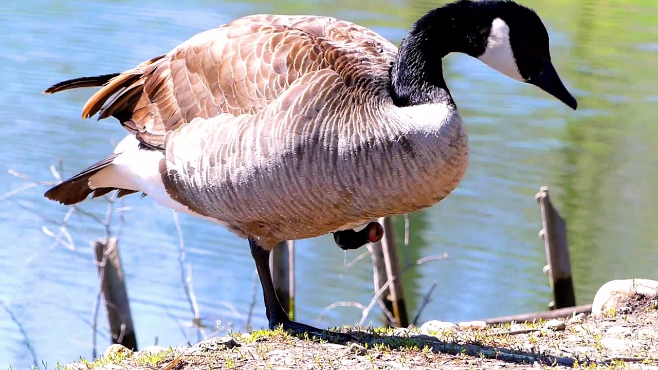 Canadian Goose With One Foot | Close up - YouTube