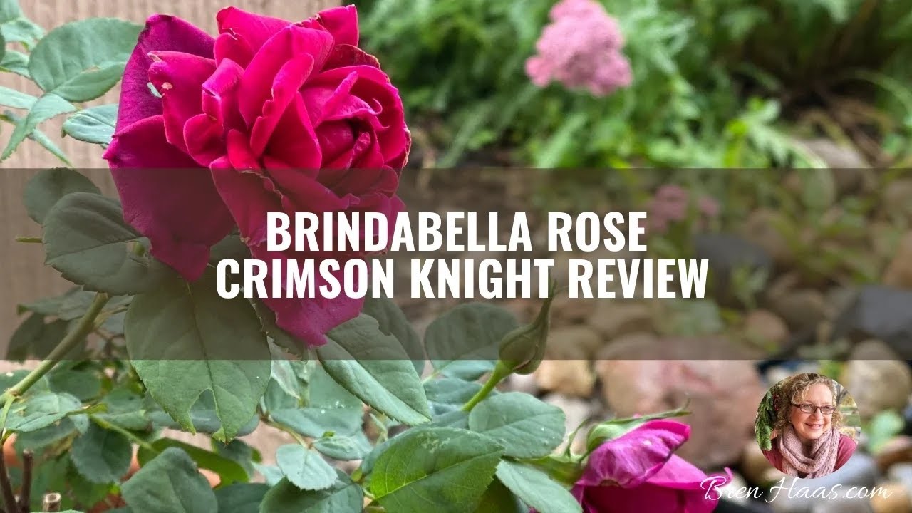 BRINDABELLA ROSES Crimson Knight Review - YouTube