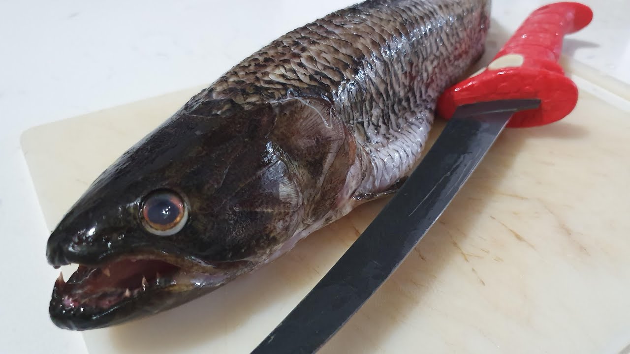 Adventure Through The Bush For Food - CATCH CLEAN & COOK WOLF FISH ...