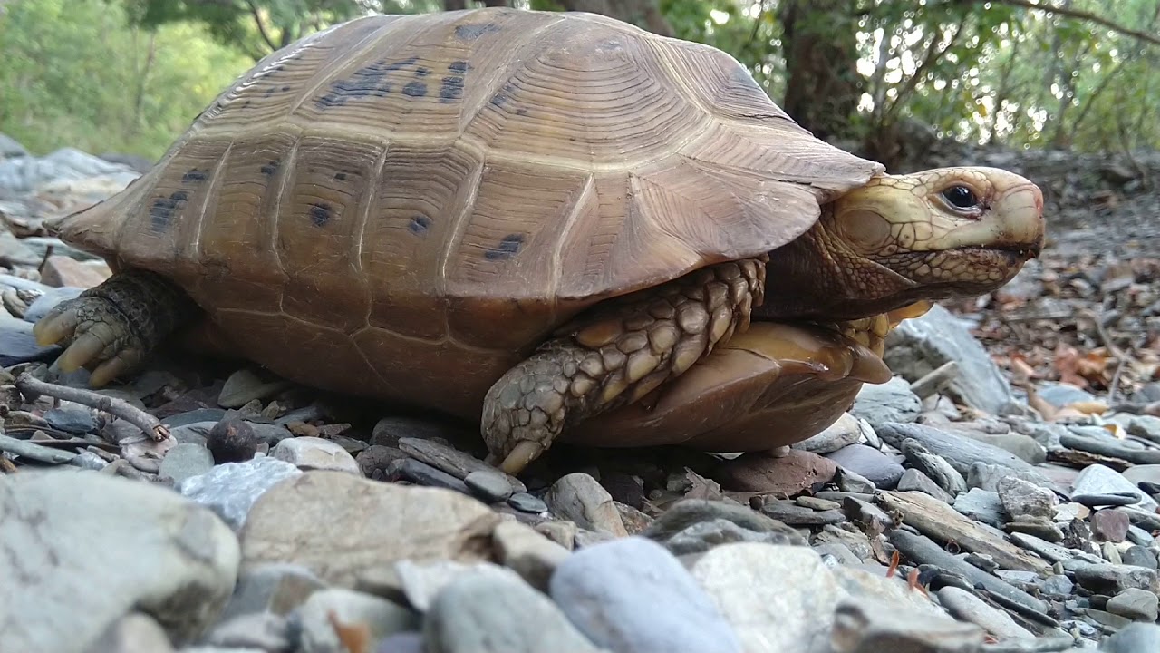 Yellow-headed Tortoise (Indotestudo elongata)(1) - YouTube