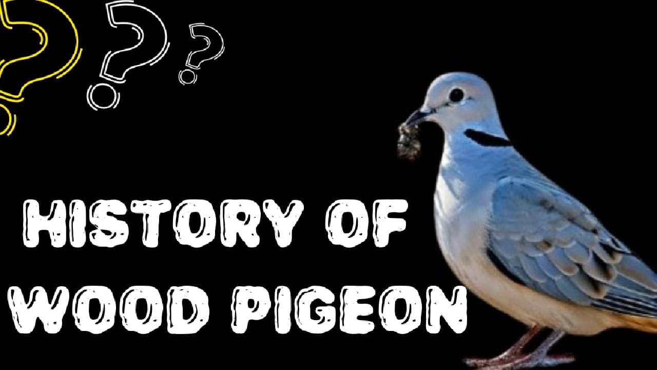 The History of the Wood Pigeon (Columba palumbus) | Evolution INSIGHTS ...