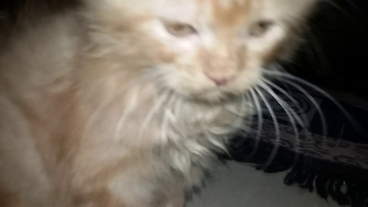 Percian kitten - YouTube