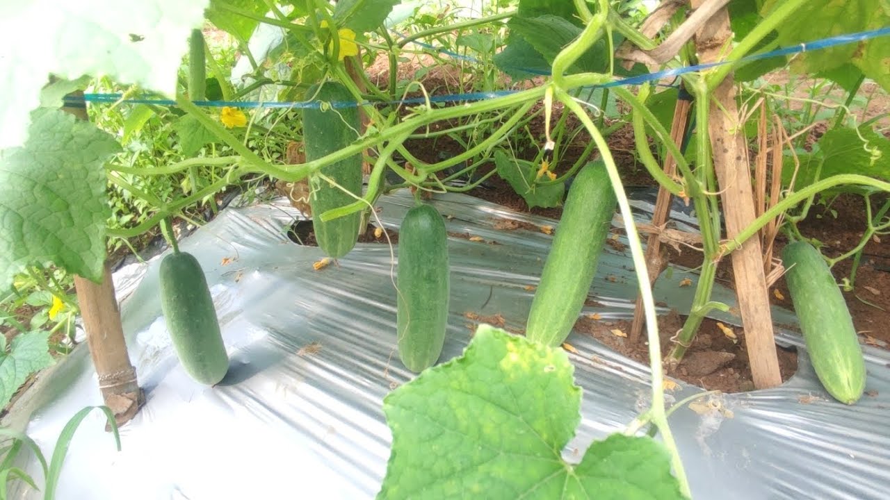 HASIL BUDIDAYA TIMUN BUANA 23 CAP KAPAL TERBANG - YouTube