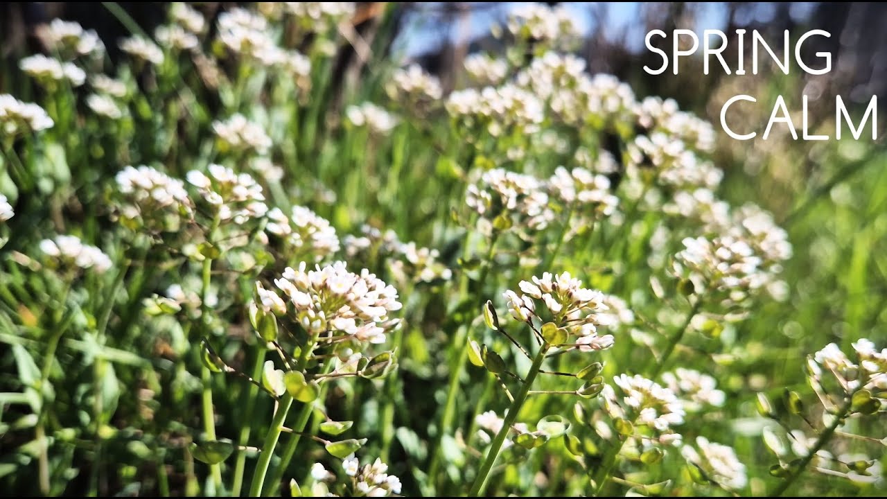 Spring Calm • Wildflowers & Birdsong with Ambient Music (1 Hour) - YouTube