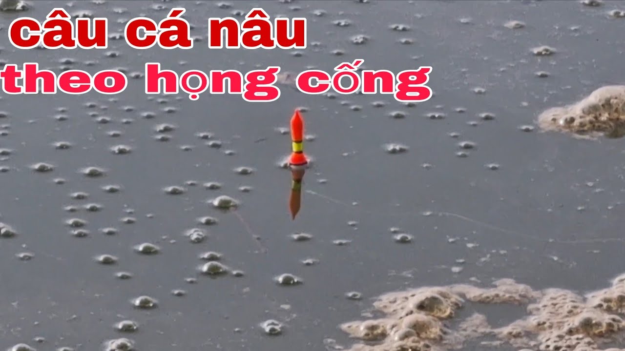 Câu tự nhiên _ săn cá nâu theo họng cống - YouTube