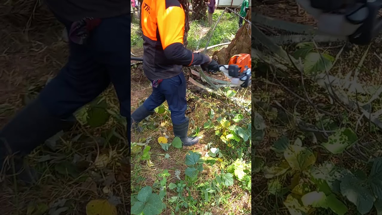 Oil palm pruning using mechanized harvester - YouTube
