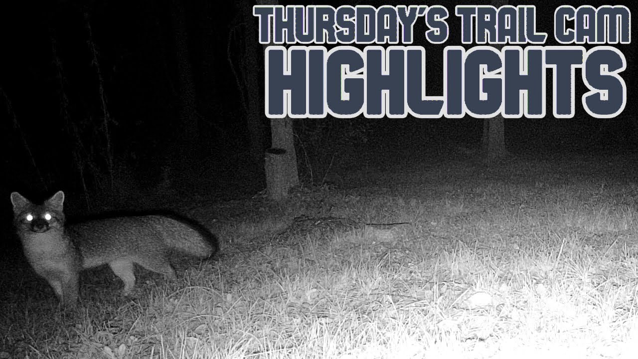Thursday's Trail Cam Highlights: A Grey Fox Visits Just in Time for ...