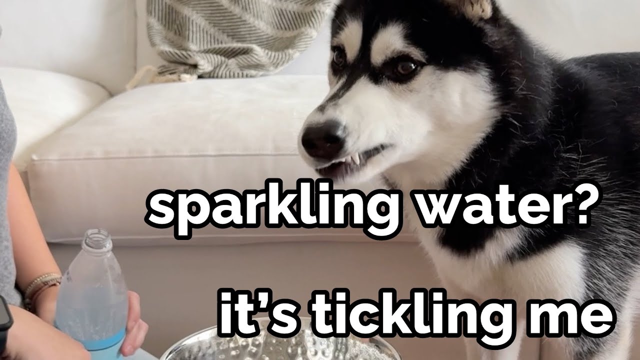 my dog reacts to sparkling water - YouTube