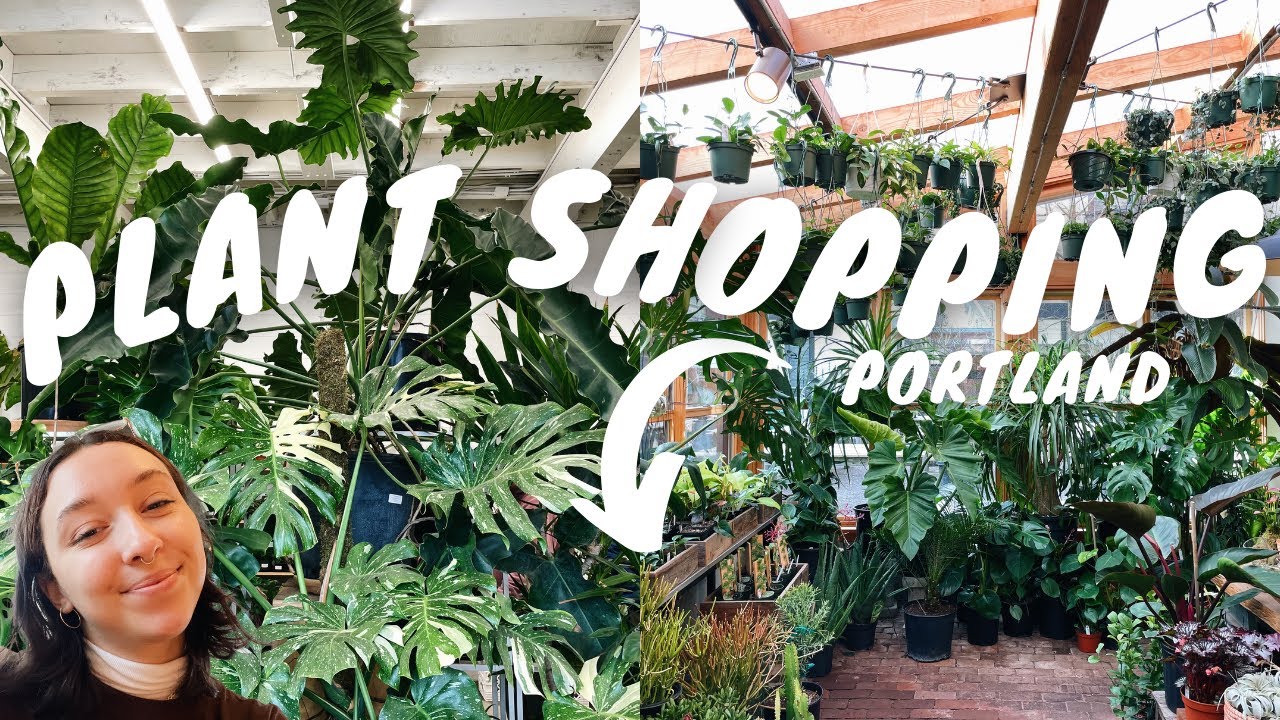 DAY OF HOUSEPLANT TOURS | plant shopping in arium botanicals, pistils ...