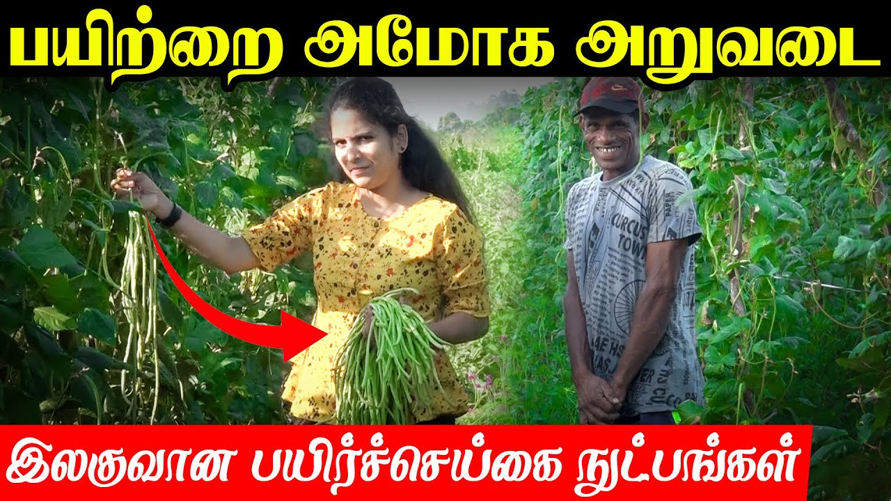 பயிற்றை பயிர் செய்கையின் நுட்பங்கள் / ibc tamil/ er nilam/ maithily ...