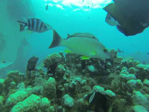 NEMO FEEDING #`1