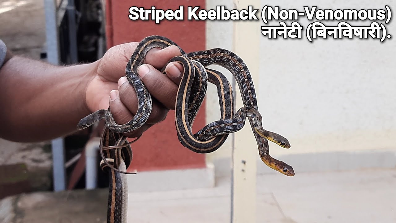 नानेटी साप | Beautiful Striped Keelback Snake Rescue. - YouTube