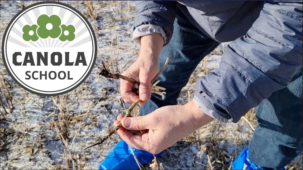 Canola School: Scouting strategies for clubroot - YouTube