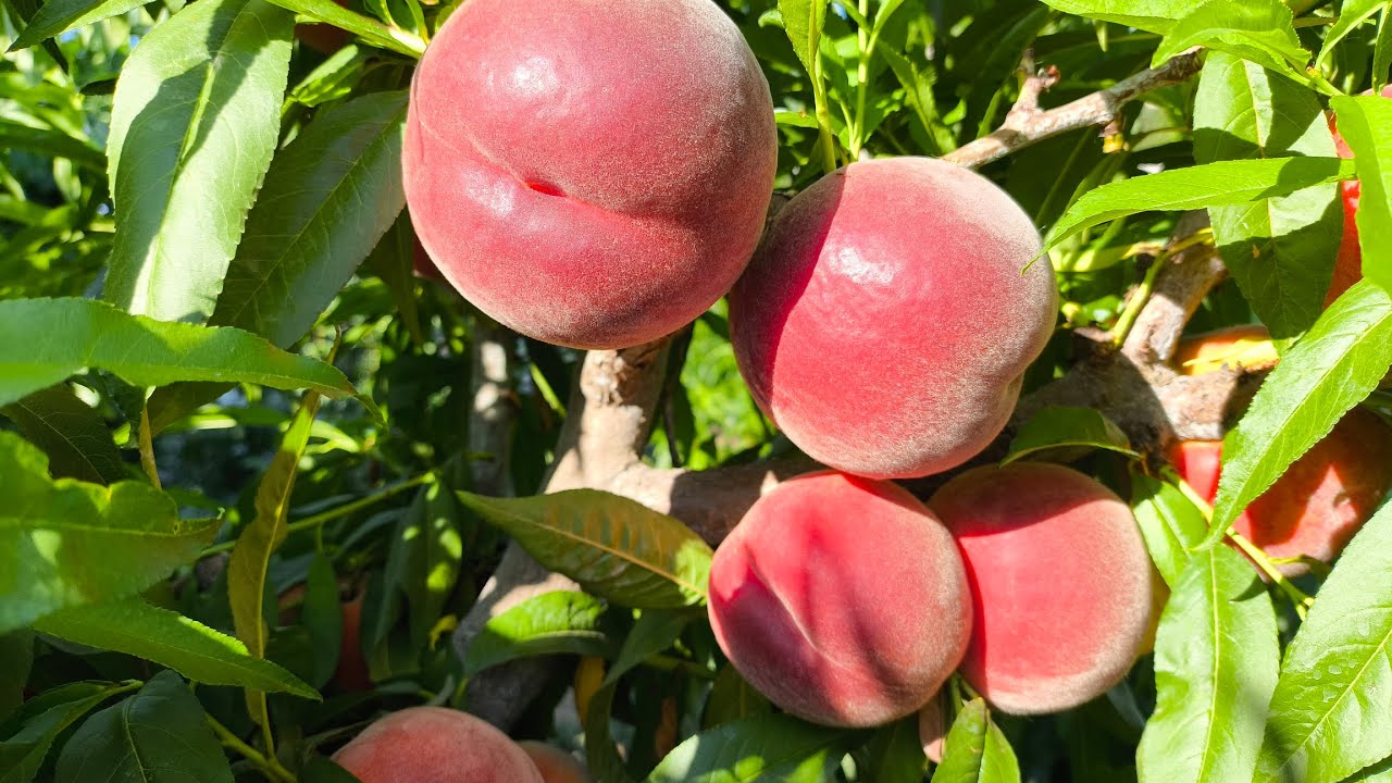 Персик Екстрім 6. Peach Extreme 6. Один з кращих промислових сортів ...