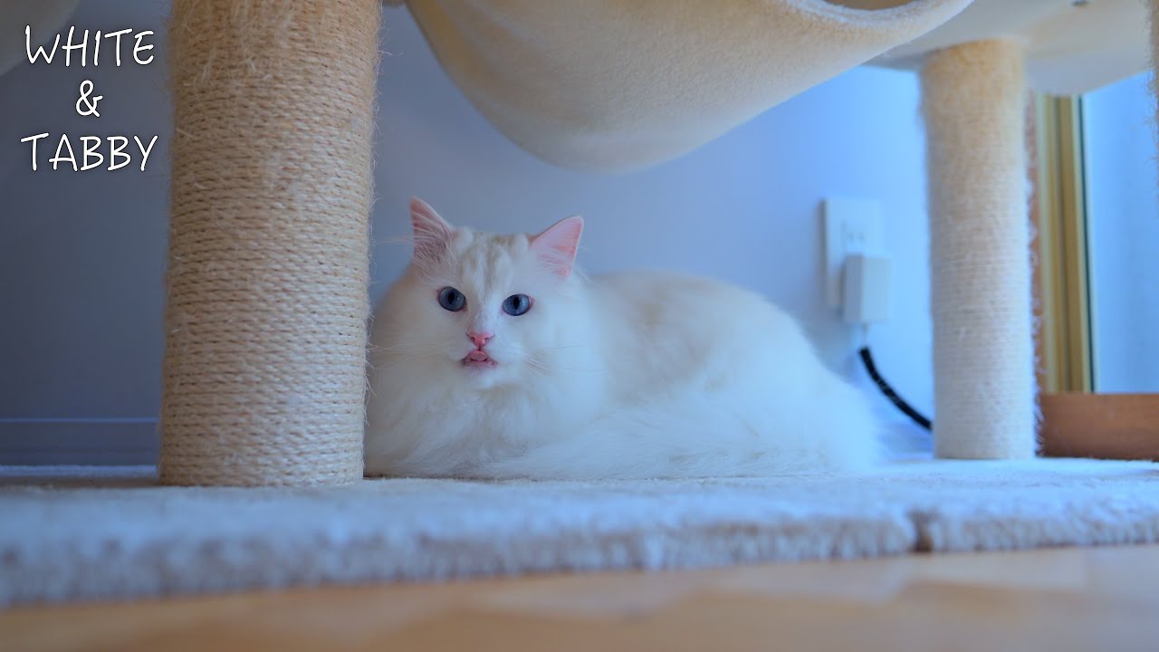 White’s Peaceful Morning- Wrapped in Gentle Light | 2-year-old Fluffy ...