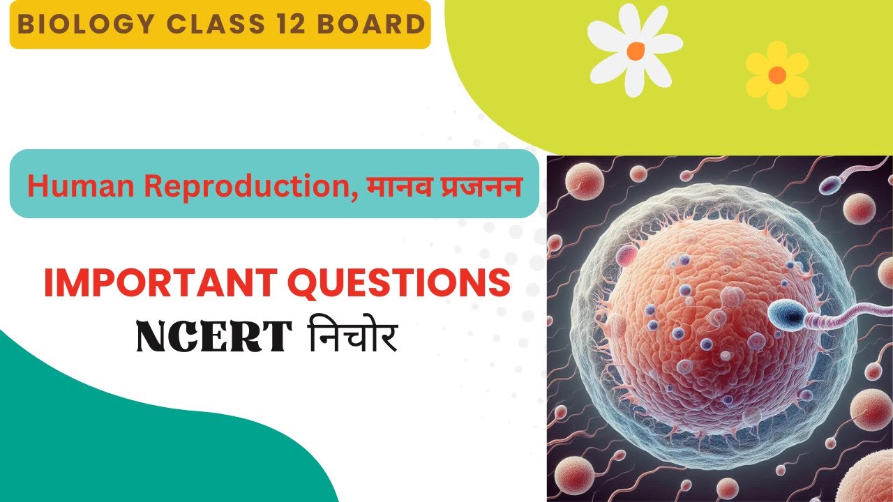 Human Reproduction Class 12 | NCERT-Based Important Questions ...