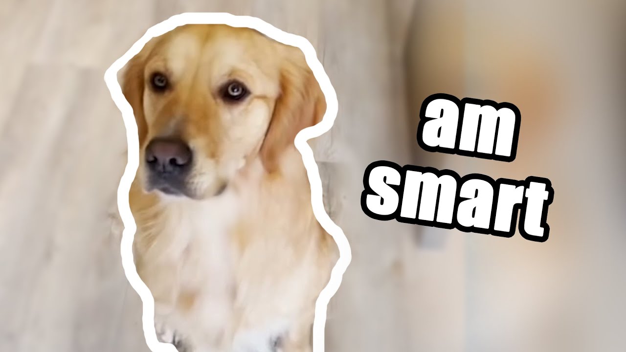 How Smart Is A Golden Retriever | Very INTELLIGENT Dog! - YouTube