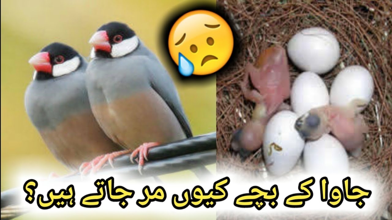 Java finch k bachy q marty hai🐦 || finches chicks death reason ...