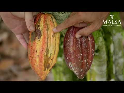 Malsa Chocolate's - 2024