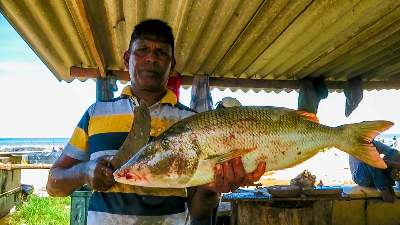 Huge Emperor Fish Cutting Skill | Colorful Sweetlip Emperor Fish ...