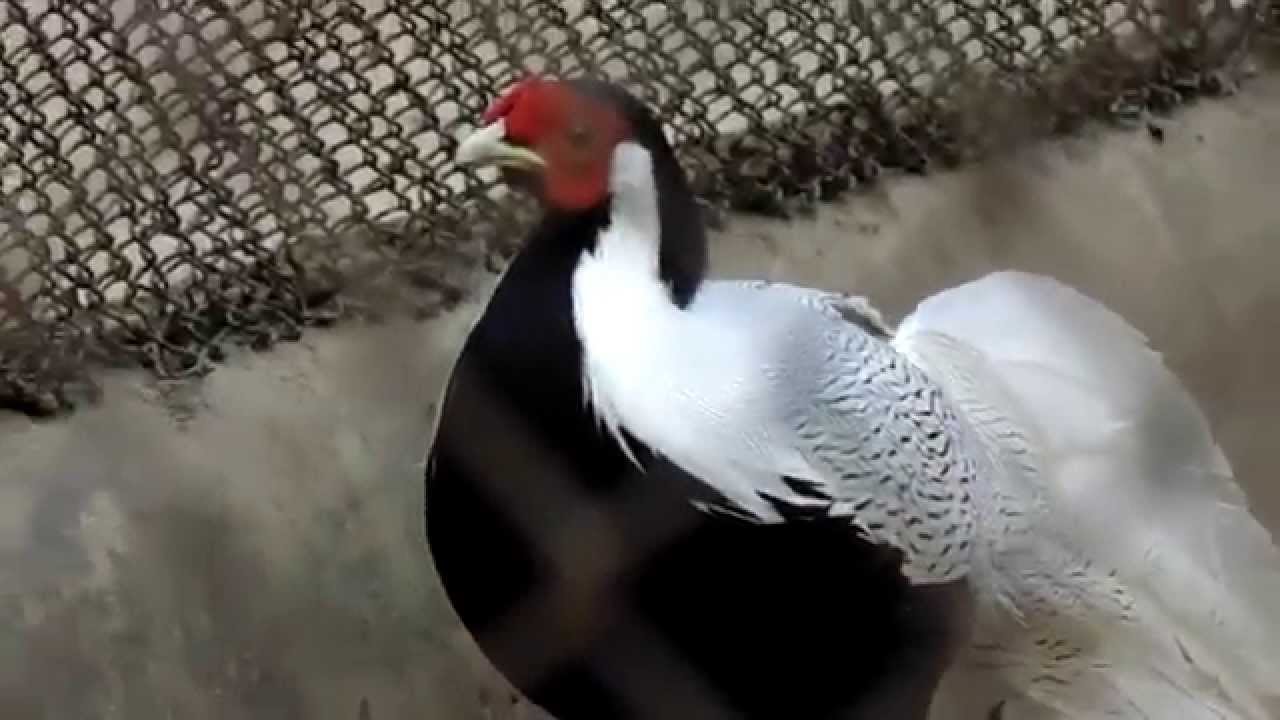 World Top Species Hen In Our Zoo - YouTube