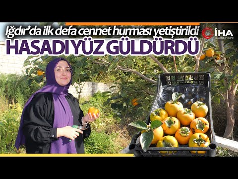 Iğdır’da İlk Kez Yetiştirilen Cennet Hurması Hasadıyla Yüz Güldürdü