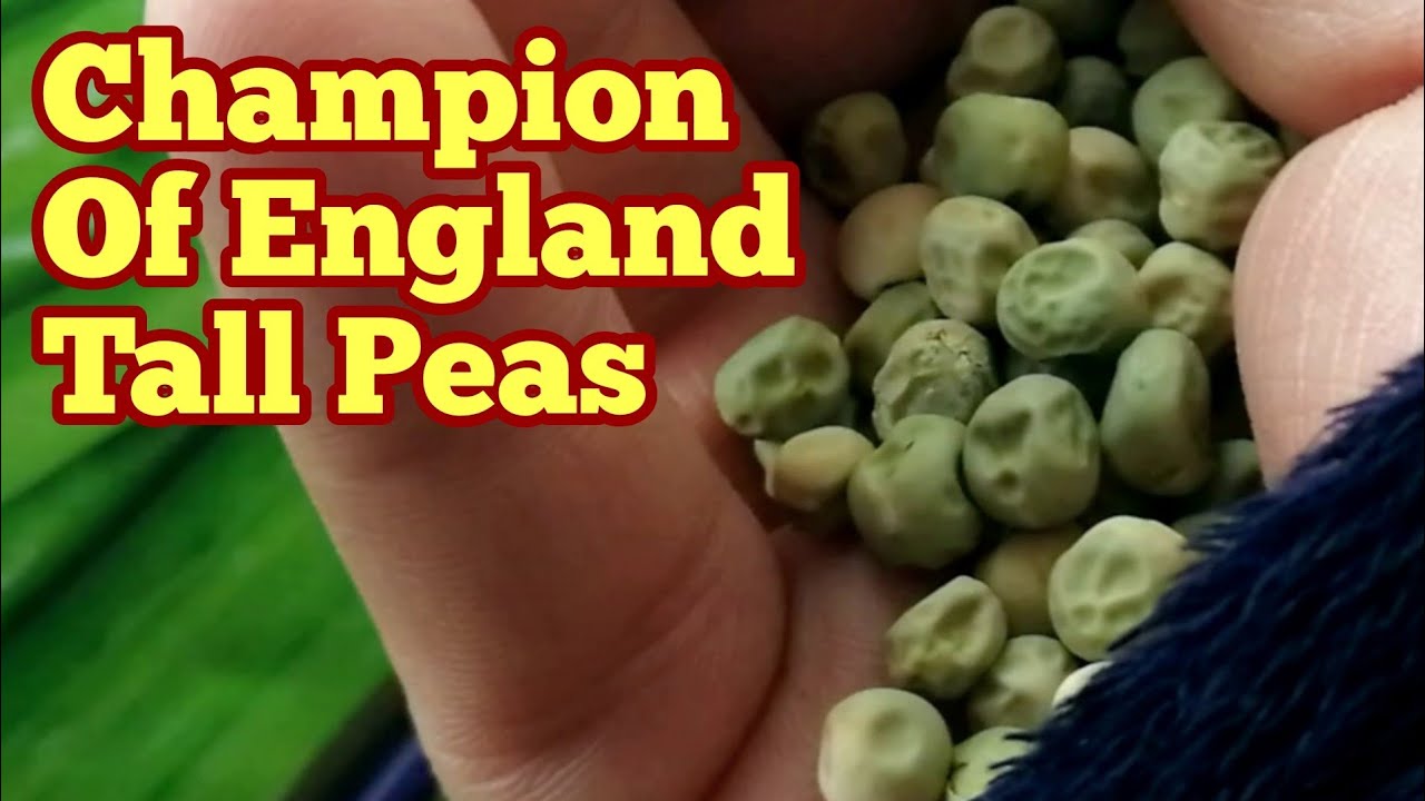 Growing Pea Variety Champion Of England - YouTube