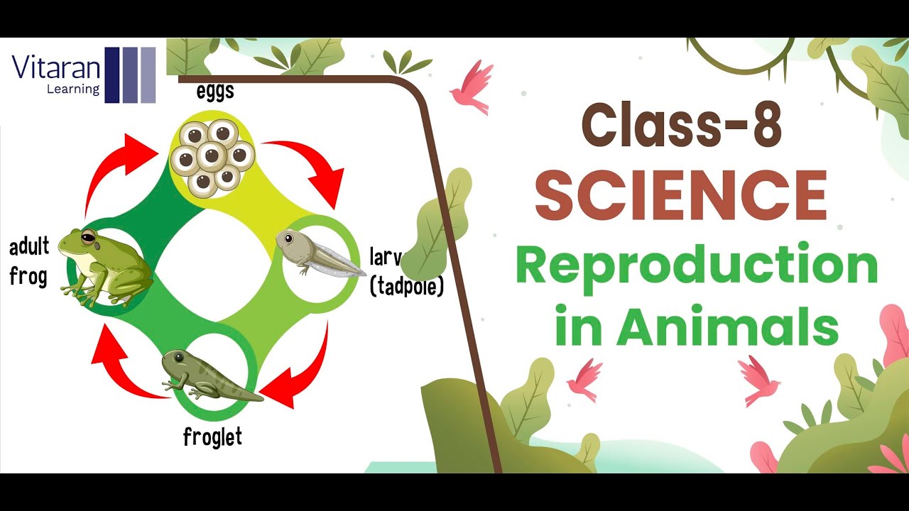 Class 8. Science 6. Reproduction in Animals - YouTube
