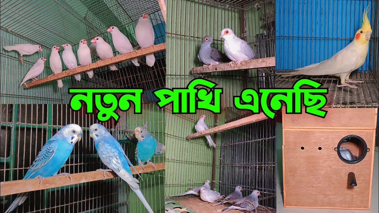 জাভা পাখির কলোনি | বাজরিগার পাখির মিউটেশন | SK Aviary & Agro - YouTube