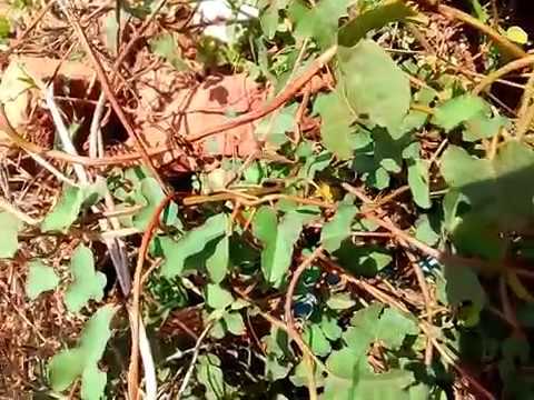 मूसाकानी के फायदे ( Medicinal use of musakani /chuhakani /musakarni ...