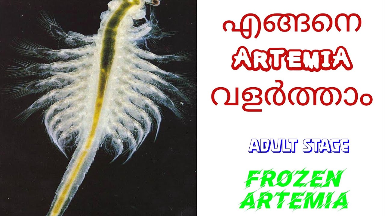 How to grow artemia into adult stage - YouTube