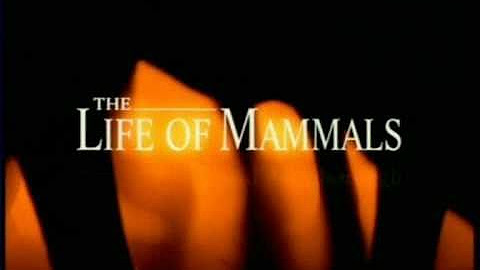 The Life of Mammals - YouTube