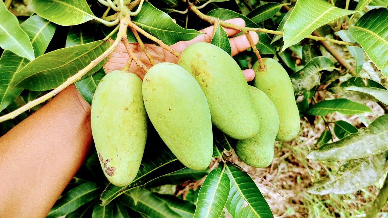 Sweet katimon mango 🥭🥭// All time katimon mango. //sweet mango. Best ...