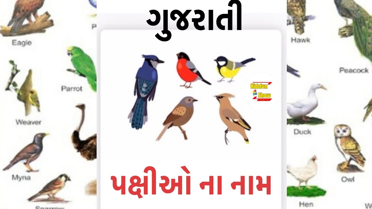 Birds Name in Gujarati | પક્ષીઓનું નામ ગુજરાતીમાં જાણો | Birds Names ...