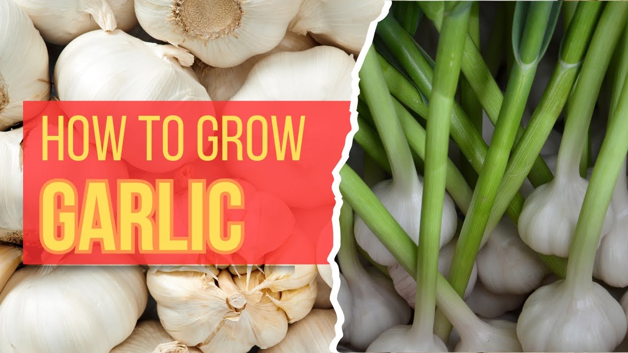 How to grow Garlic - Reasons People Succeed at Growing Garlic - YouTube